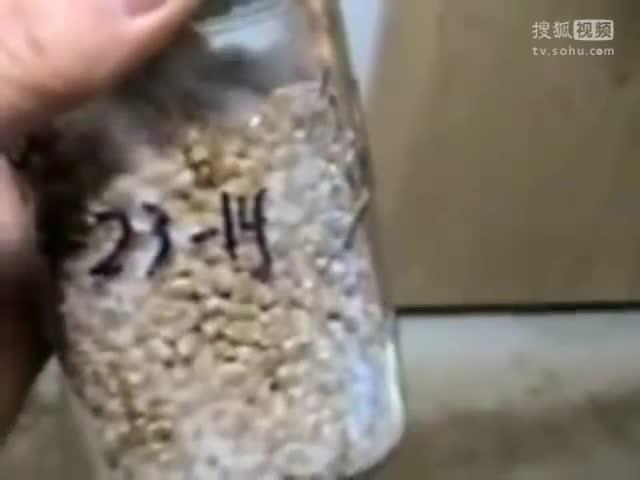 平菇菌种组织分离法直接接种到麦粒菌种详细技术DIY-国外技术240p