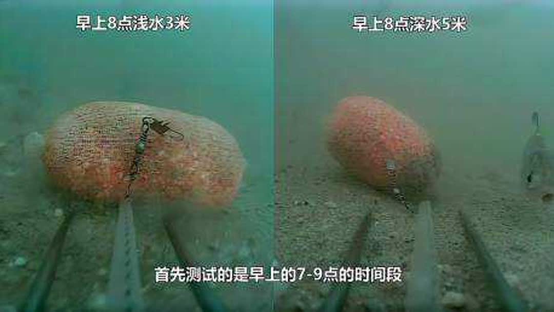 早中晚哪个时间段的鱼最好钓?水下摄像机为你揭开真相!