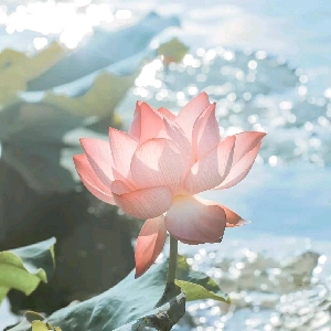 寂寂无独 