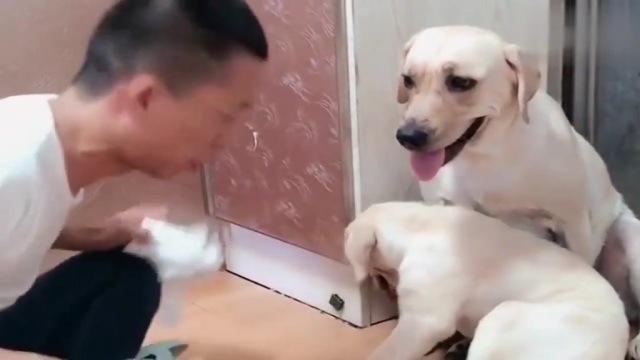 主人拿着棍子打小狗,狗妈妈用身体护住它,还很主人争辩太暖心