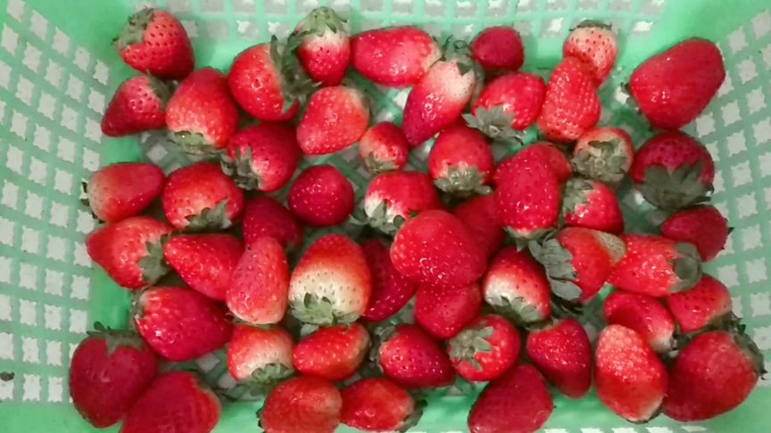 中等草莓5元一斤,你们那边多少钱一斤?