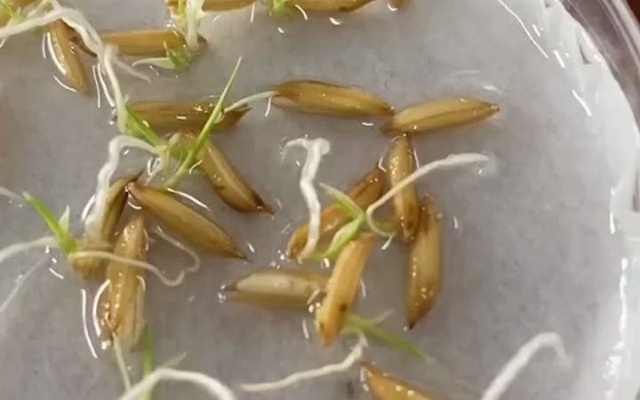 和嫦娥五号上天的水稻种子发芽了,具有里程碑式的意义,种业发展决定...