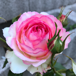 阿黎的小院Lisgarten 