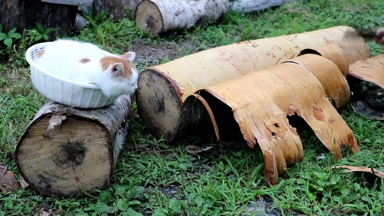 【猫叔】20190921 しろと白樺の皮剥き