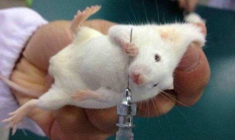 世界动物那么多,但95%的实验动物都是老鼠,这是...