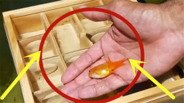 鱼的记忆只有7秒?小伙不信邪,做了个迷宫开始实验!