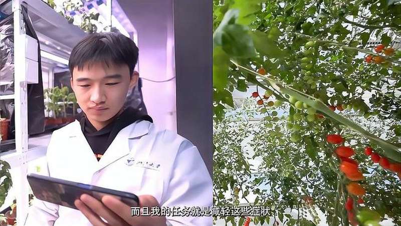 ...由于樱桃番茄的种植面临着环境调控技术粗放、机械化与自动化程度...