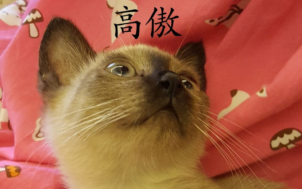 当给一只猫一根棉签后