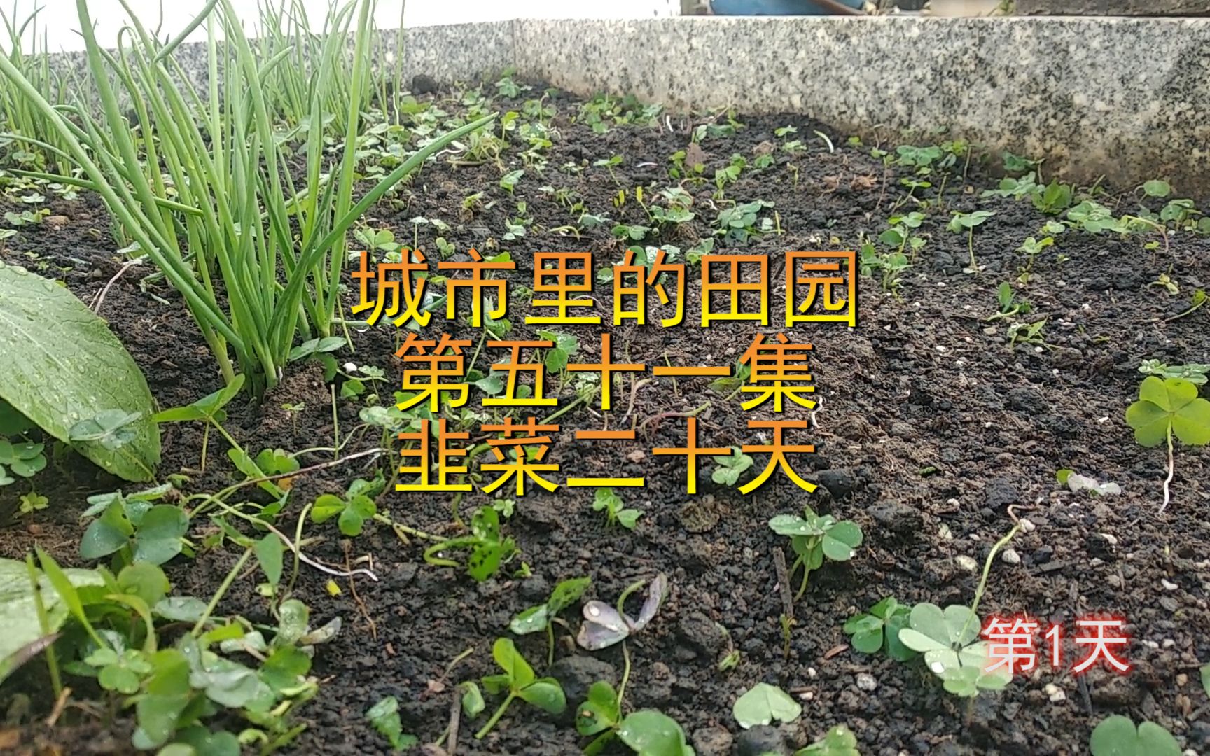 韭菜割完多久又可以再割? 20天周期记录韭菜成长过程 第104天