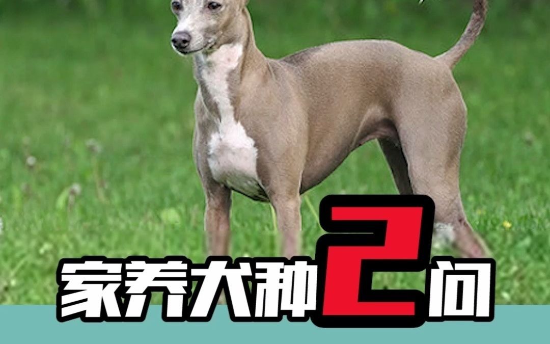 我说这狗最适合家养,没人反驳吧…