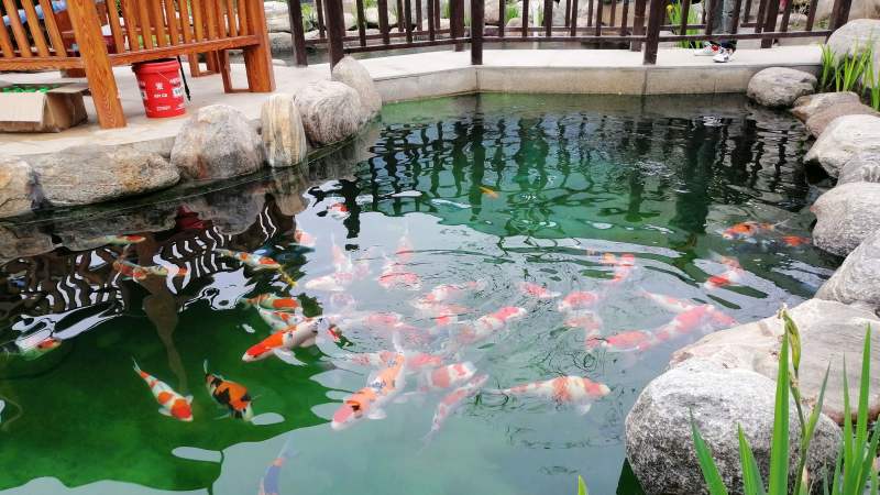鱼池过滤系统设计图 溪留锦鱼池过滤系统按图施工(盐城滨海)