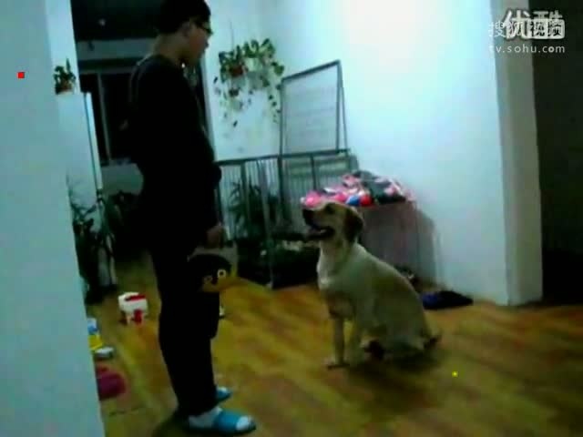 教狗上厕所,冠毛犬训练,训练狗狗到马桶上上厕所,女子训犬