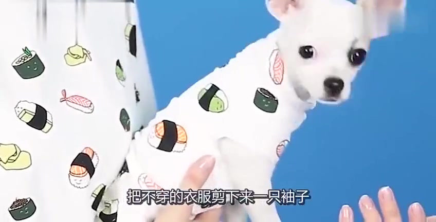 家里旧衣服就可以做狗衣服,特别简单,很漂亮
