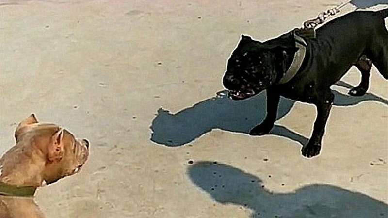 这斗狗也太凶狠了,谁也不往后退,这一幕有点吓人啊