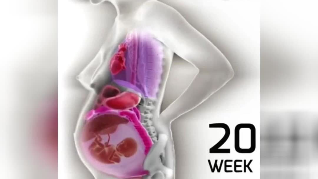 动画演示怀孕过程中母亲体内器官的位置变化,五脏六腑都被挤压