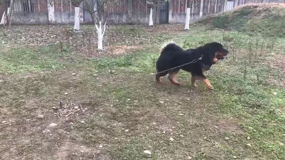 未成年虎头藏獒!