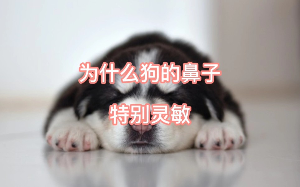 十万个为什么-为什么狗的鼻子特别灵敏