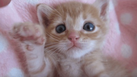 小奶猫睡觉前几秒, 就这样慢慢玩着睡着了, 软萌软萌的