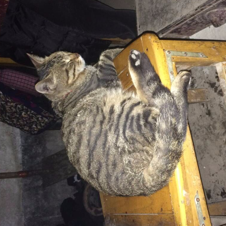 摘星筑瓴中原新 