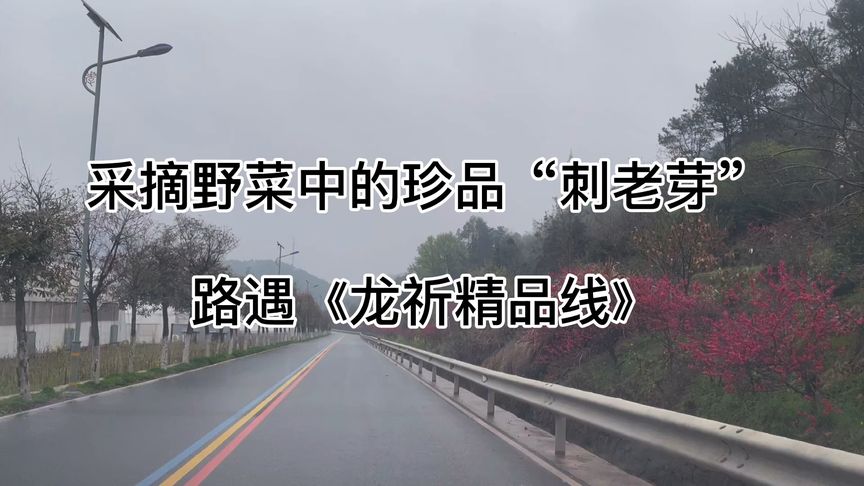 采摘野菜之王《刺老芽》路遇龙祈精品线
