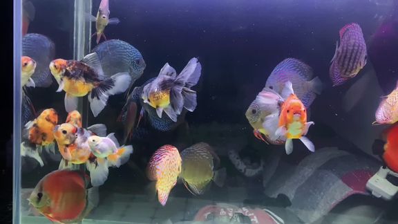 一根烟 一口茶 一缸鱼,我的世界!#养鱼日记