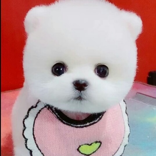 米奇萌宠和贝贝