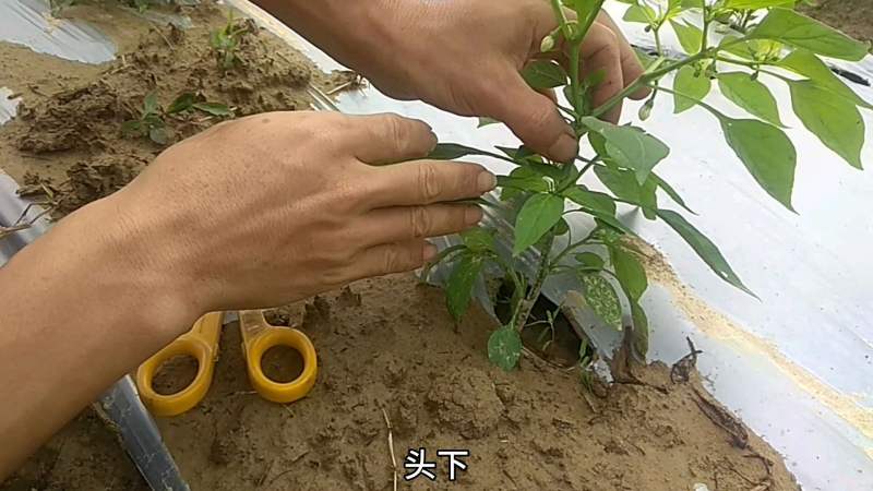 辣椒种植管理经验提高产量