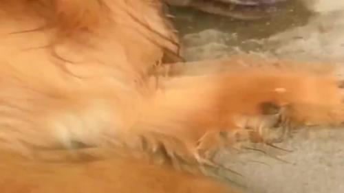和马犬打架,我也只有挨打的份啊