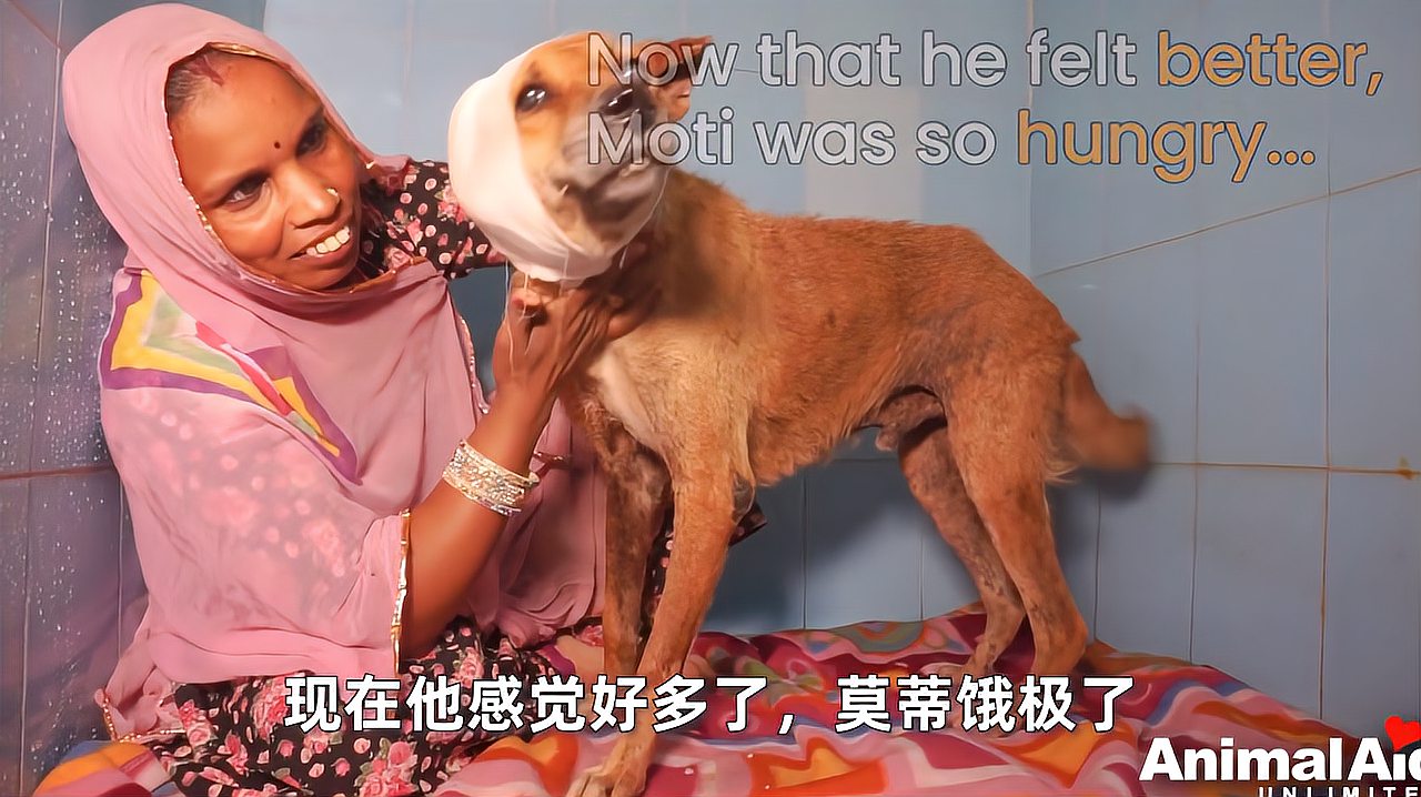 狗宝莫蒂的耳朵里住满了蛆虫,伤口情况触目惊心,牵挂每个人的心