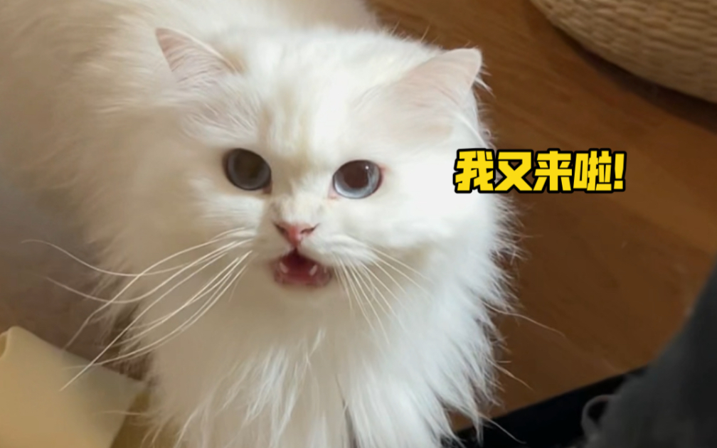 有一只会撒娇的小猫咪是一种什么体验?