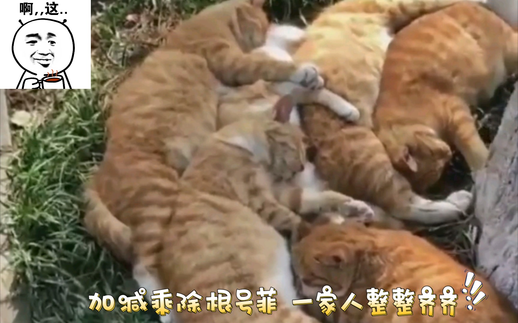 您好您的加减乘除根号菲猫全家桶已上线 请注意查收