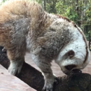 动物世界总动员 