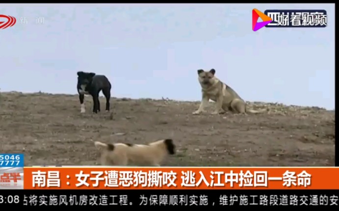 ...最忠诚的朋友群咬,伤20多处,爱狗人士投喂流浪狗致使当地狗患猖獗!