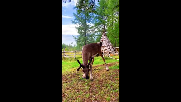 呼伦贝尔旅游攻略～中国最后一个狩猎部落“敖鲁古雅”