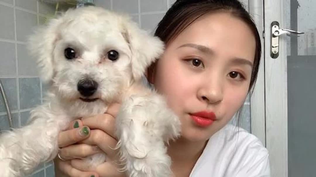 这样给你的狗狗洗澡,既听话又洗的干净,洗完跟翻新了一样!