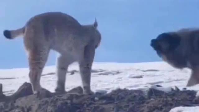 藏獒有多虎?什么动物它都敢去惹!