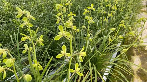 满园花开,兰香醉人,来体验闻香吧,晚上直播间各种好花等你来#兰花 #...