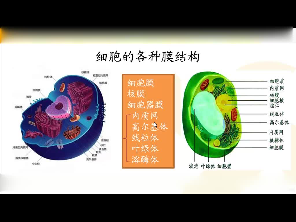 高中生物 细胞膜系统的结构和功能