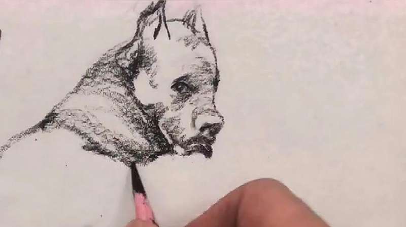 素描教学:老师教你如何简单绘画小狗!这小眼神真逗啊!