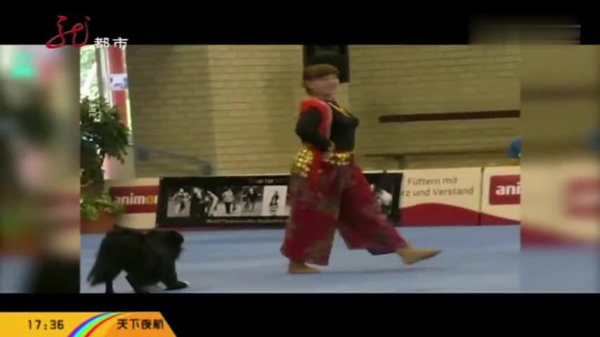 狗狗也会跳舞!狗舞锦标赛上,狗狗和主人展示精湛舞技,大开眼界