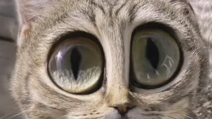 QQ语音可以转发?连不是管理员都可以发公告?