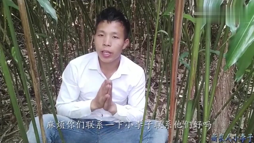 云南正宗 砂仁果
