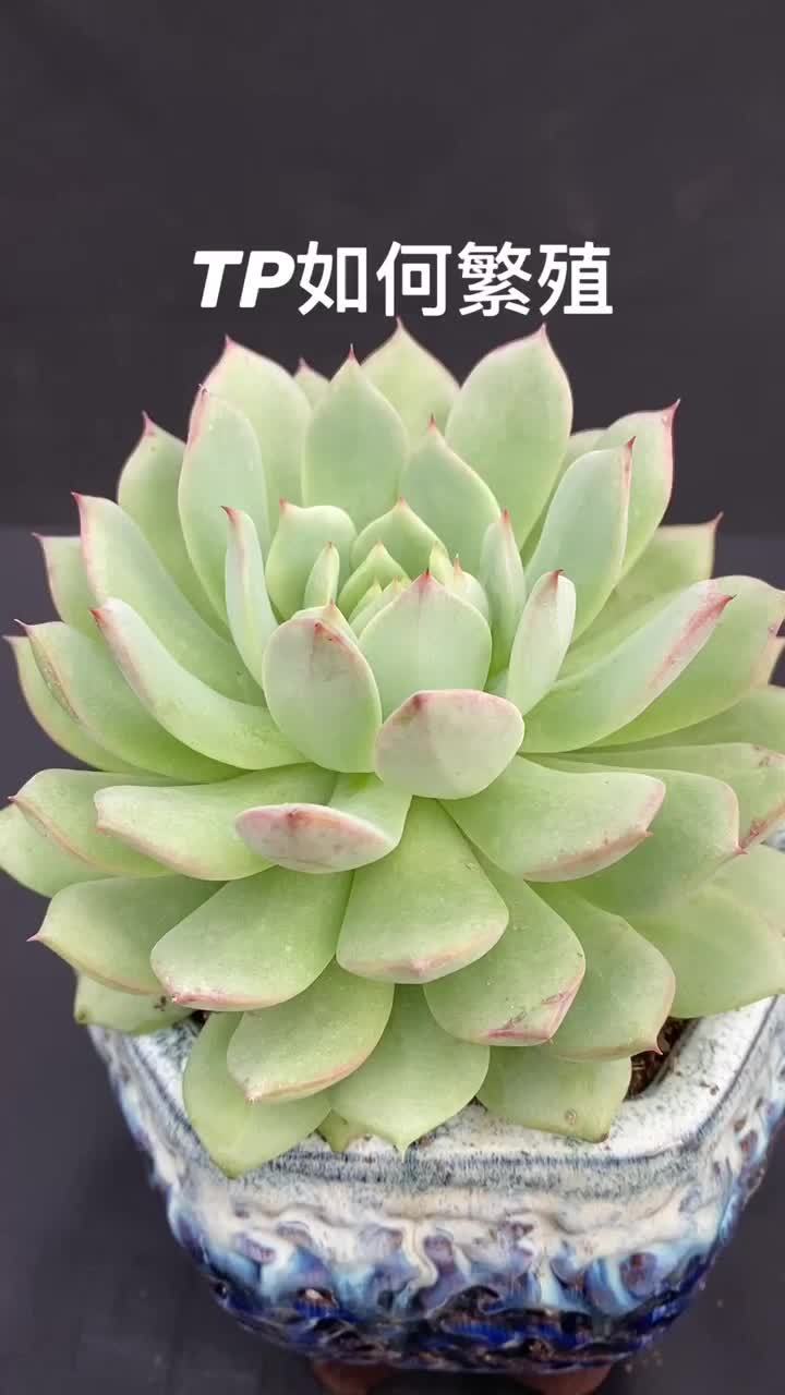 多肉 河南南阳 热门 TP如何繁殖