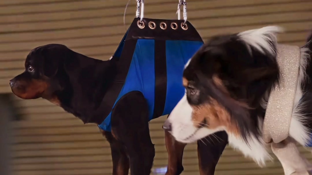 歌词是“哔了哔了狗!”,这是什么歌,太魔性了!