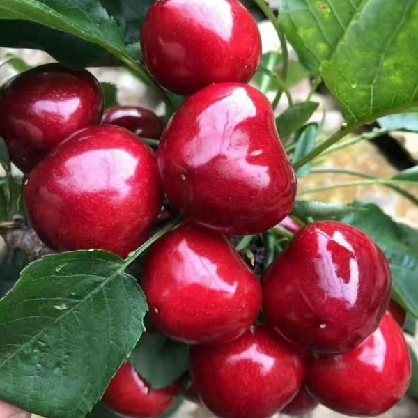 优酷用户1576202731252339 