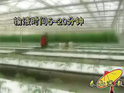 西红柿无土栽培技术