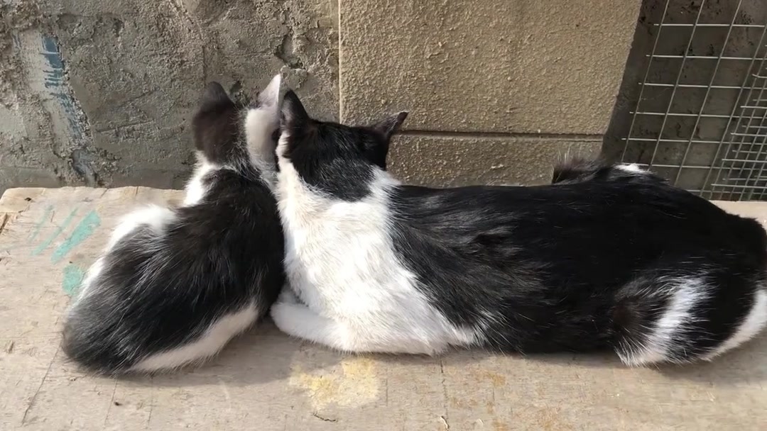 越长越像一模一样儿哈哈哈哈哈太可爱了啦!#猫咪