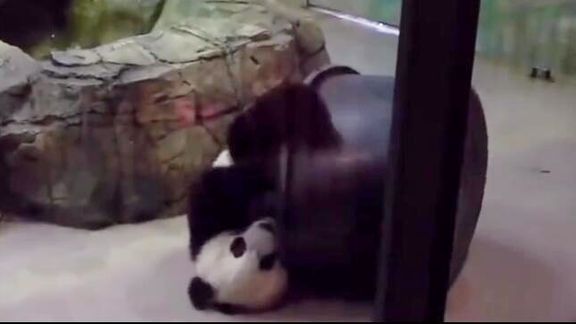 翻滚吧,大熊猫!你这个小团子,快放开那个桶,再滚它就坏啦