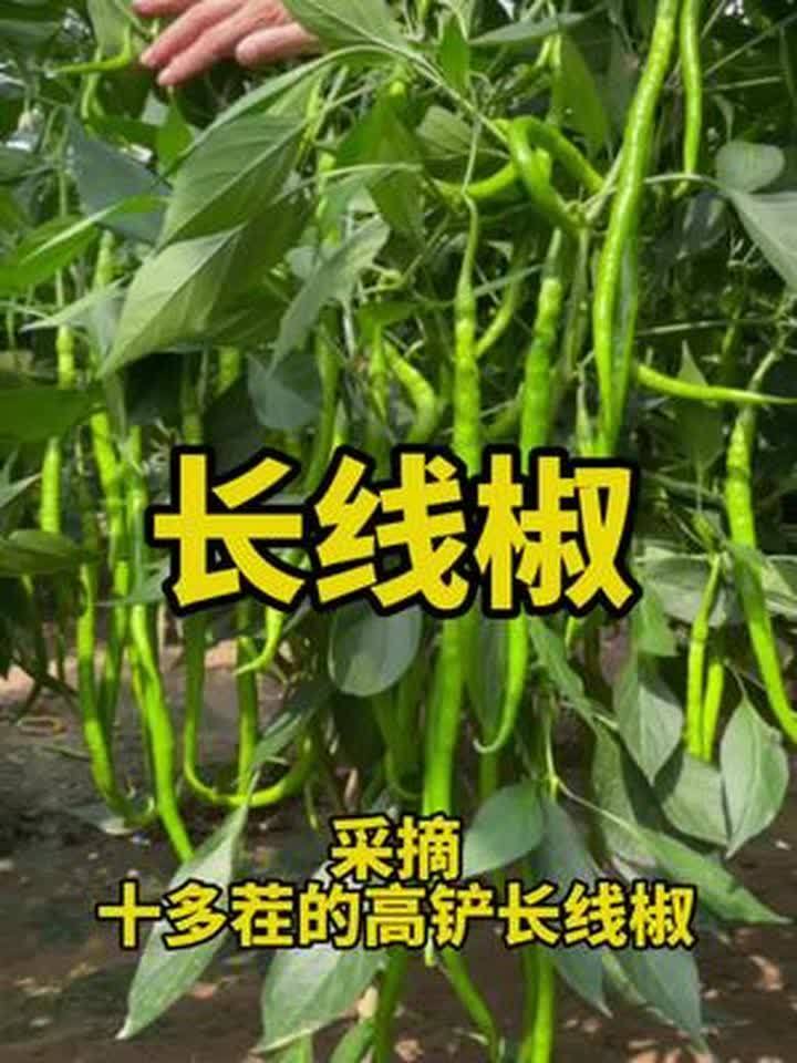 即好种又好吃的长线椒 辣椒种植 辣椒 农业种植 来学农技
