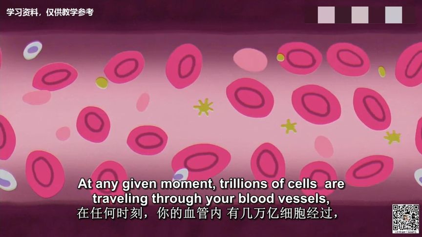 我们的身体如何造血
